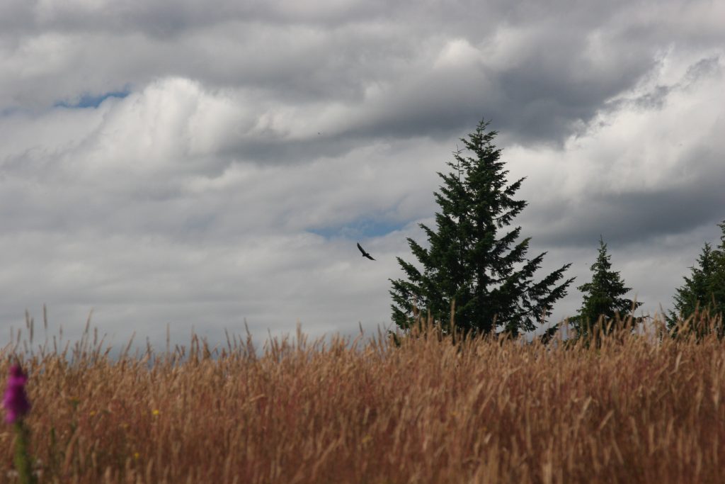 Measure 37 - Luckimute Valley Pheasants